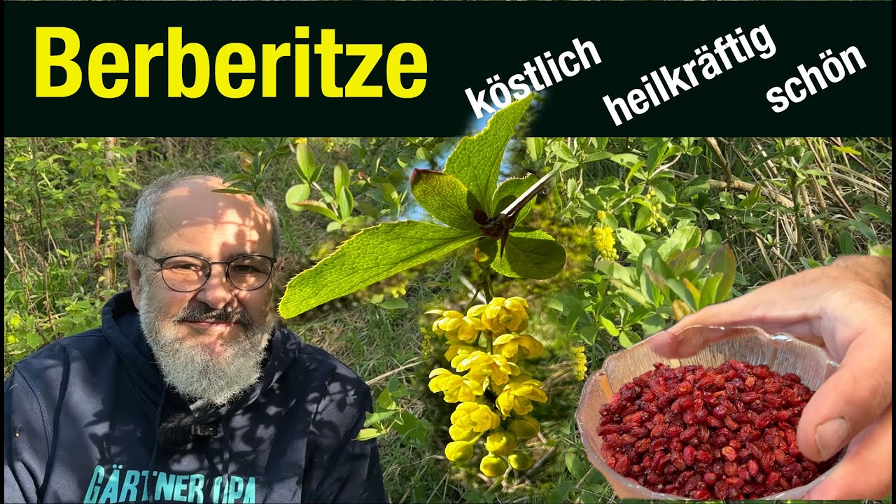 Berberitze köstlich heilkräftig wunderschön - YouTube