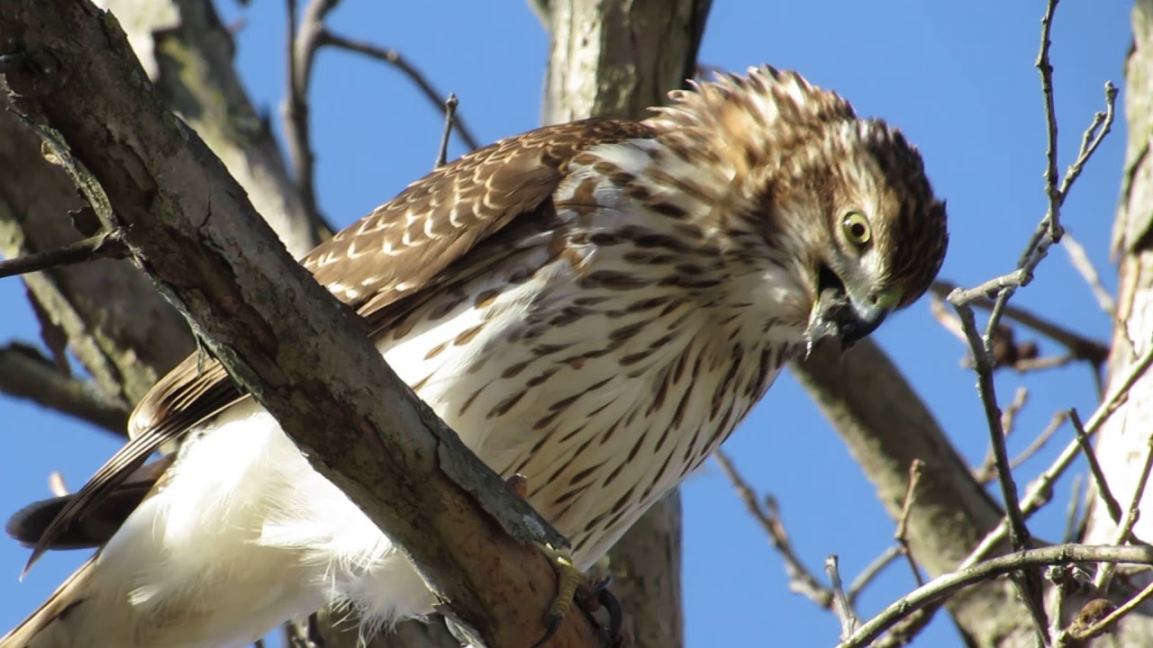 Cooper's Hawk Casting a Pellet - YouTube