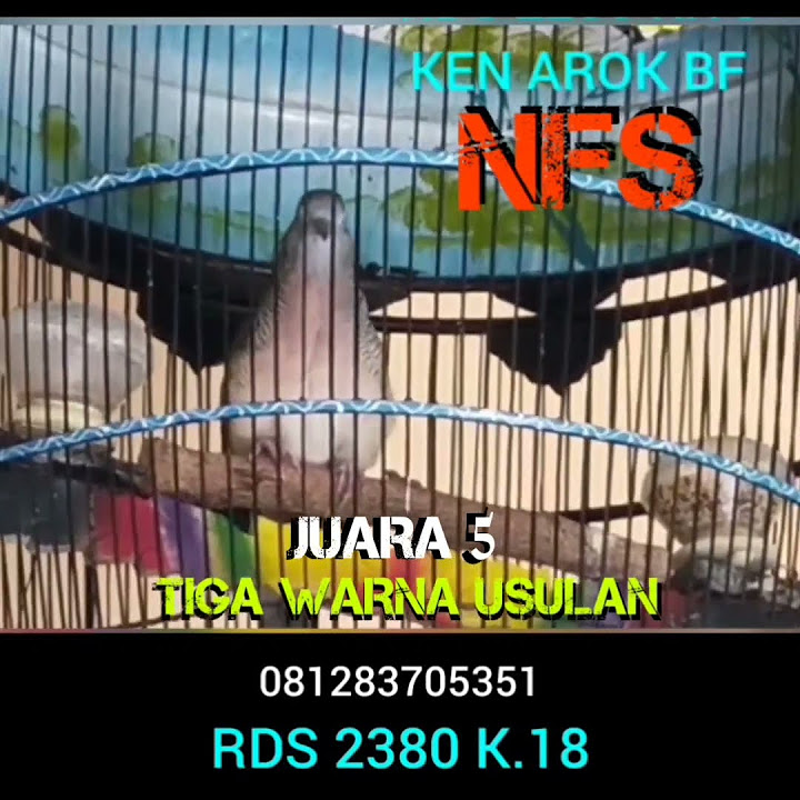 JUARA 5 PIYIK HANGING di BSD sekarang jd indukan di RDS KEN AROK BF, Jakarta Rawabelong - YouTube