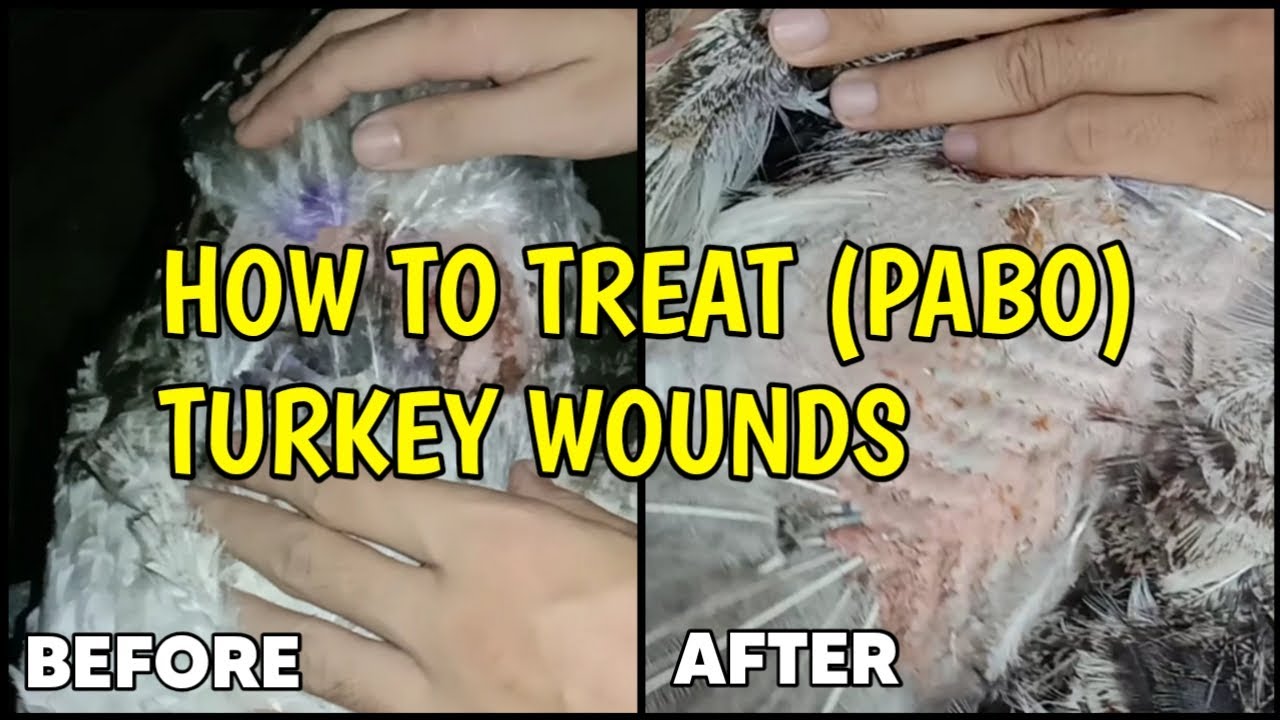 Paano Gamutin Ang Sugat Ng Ating Alagang Pabo (Treating An Injured ...