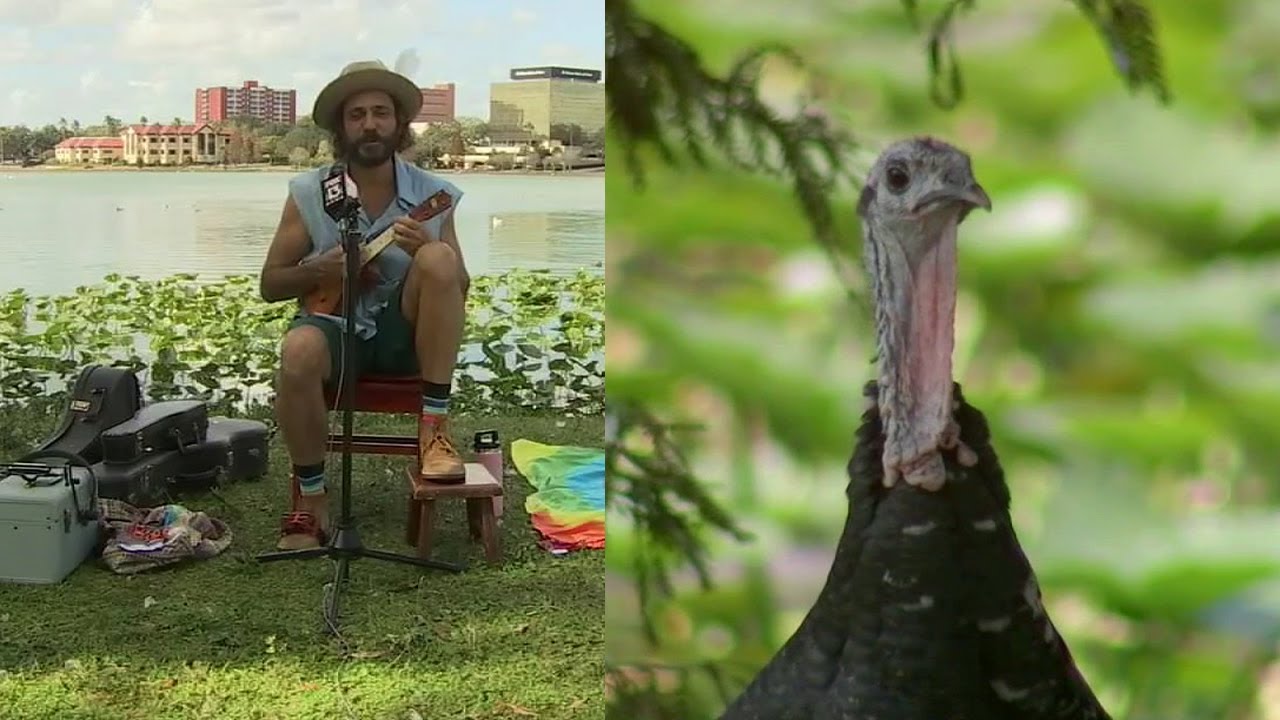 Lakeland musician writes song for beloved Lake Morton turkey - YouTube
