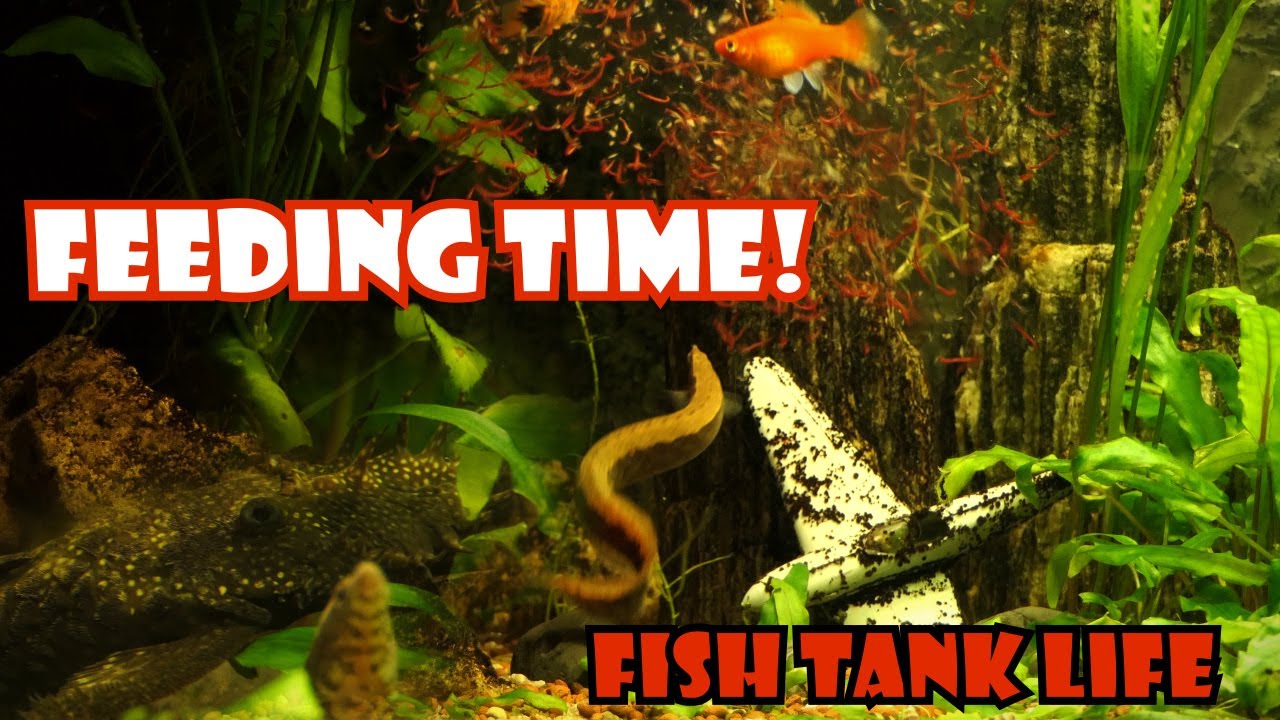 Feeding time in a fish tank 4K aqualife - YouTube