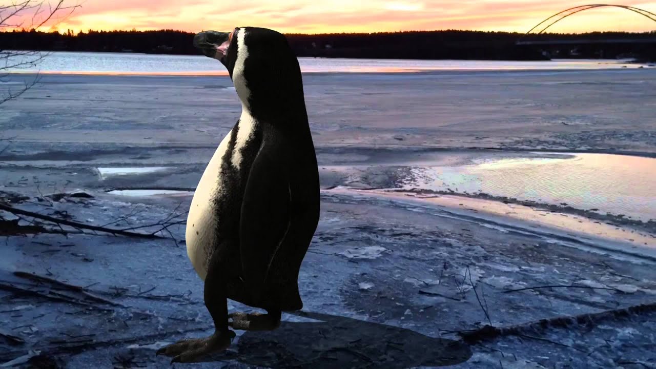 Tux the penguin visits Sweden - YouTube
