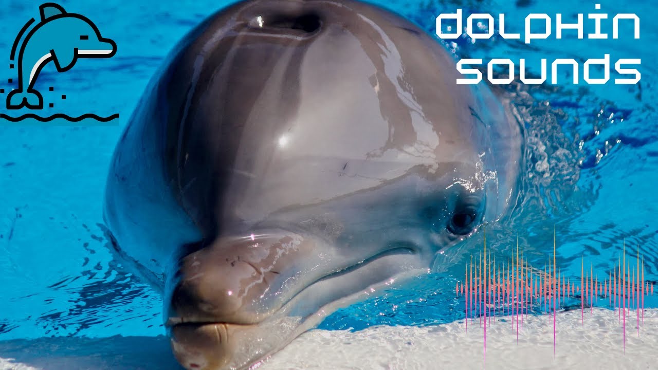 |What sounds do dolphins make?|Beautiful Dolphin Sounds|Nature Sounds ...