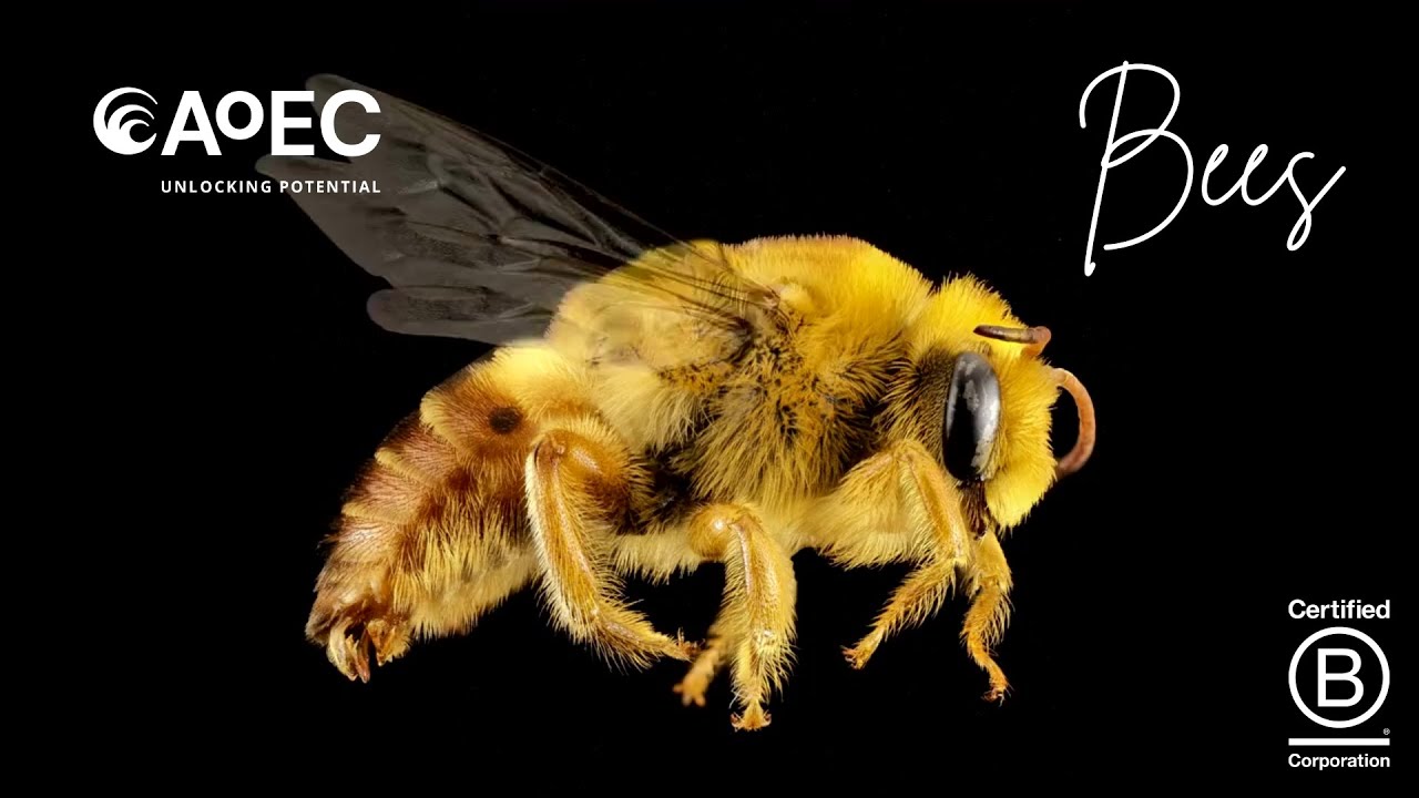 Bees - How can we learn teamwork from these tiny creatures - YouTube