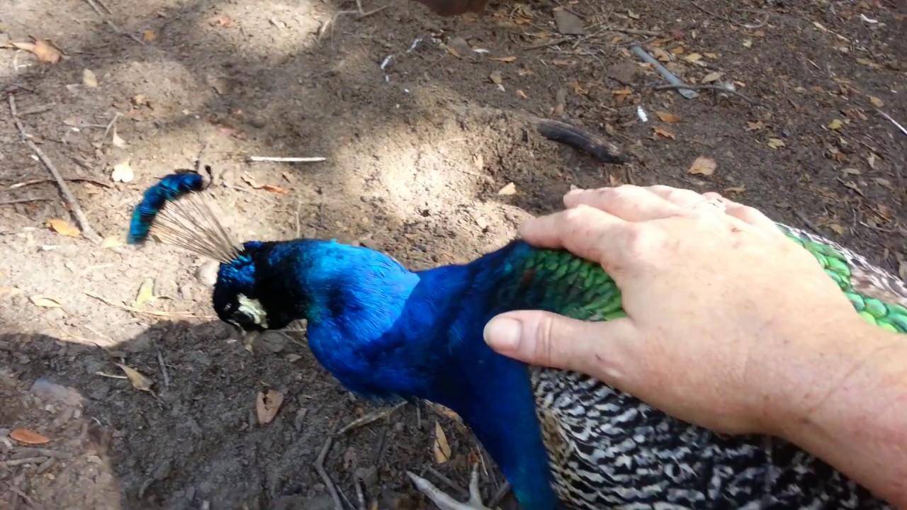 Romeo, my Indian Blue Peacock, letting me pet him. AWESOME! - YouTube