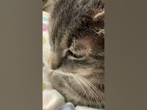 Indifference #tiktok #trending #tiktokvideo #cat #kitten #funny - YouTube