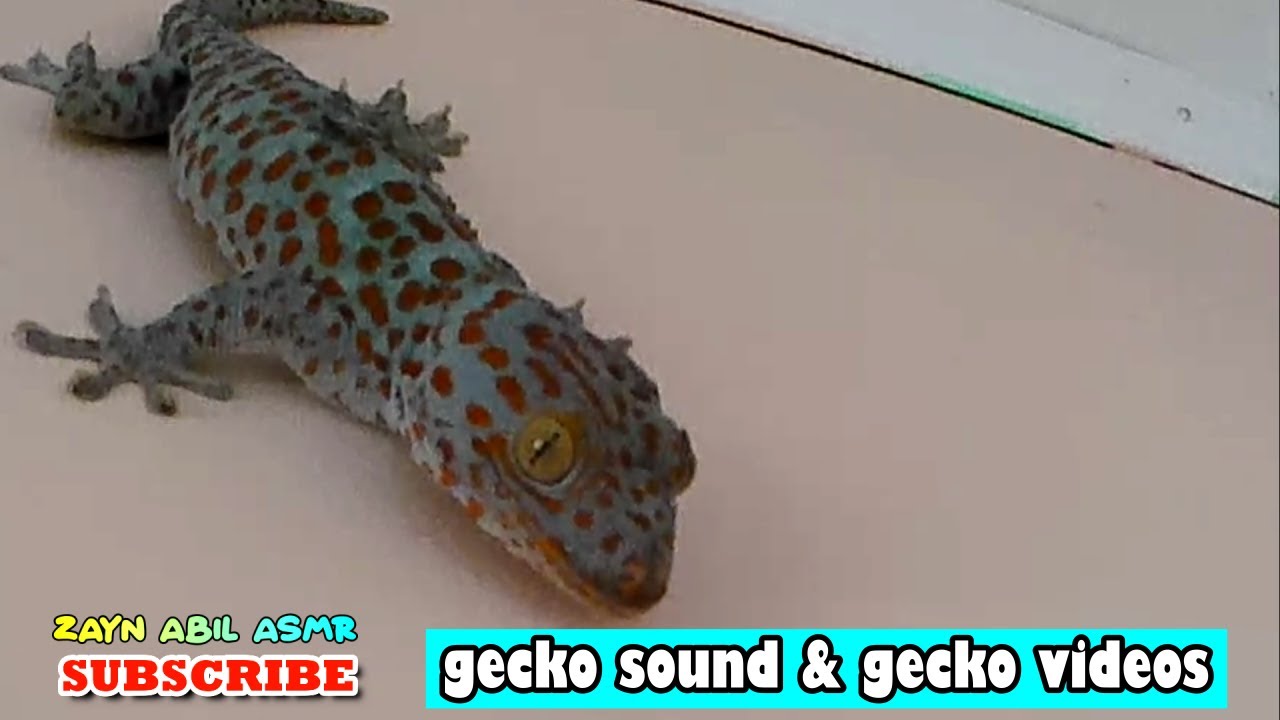 gecko sound for children | gecko sound videos - YouTube