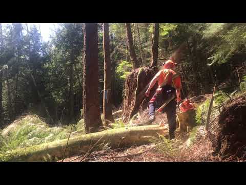 Small hemlocks on a tall fir stump - YouTube