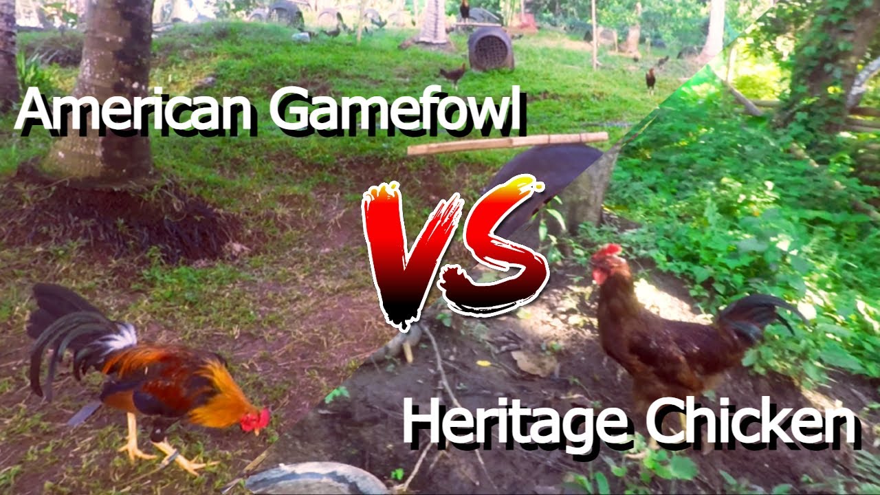 Heritage Chickens vs American Gamefowls @ 5 months old. How do they ...