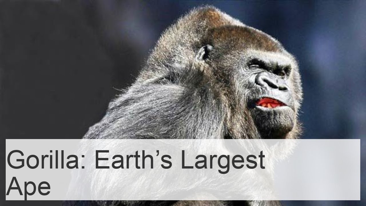 The gorilla is the largest primate on earth - YouTube