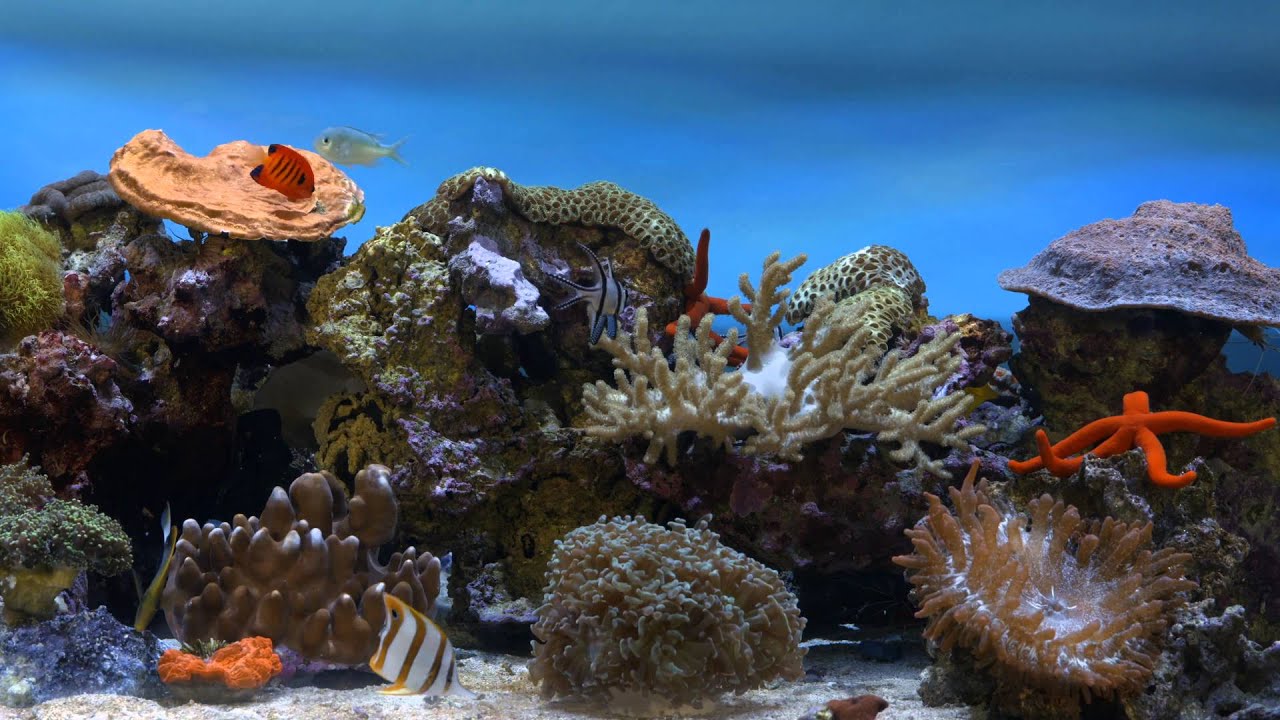 Some Stunning 4K Aquarium Tanks for Relaxation #1**** - YouTube