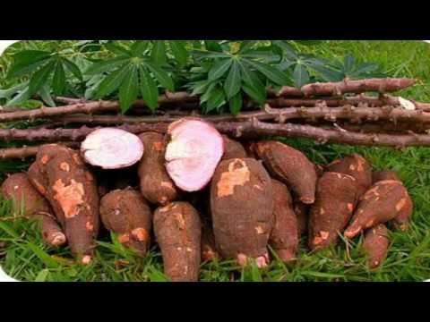 LAND OVERUSE AND BUSH FALLOWING BY GROUP 11 HND 1 (A). - YouTube