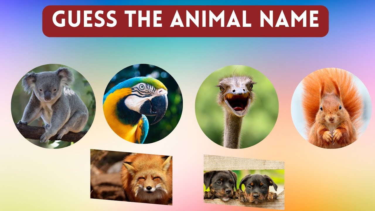 Guess the animal name Quiz - YouTube