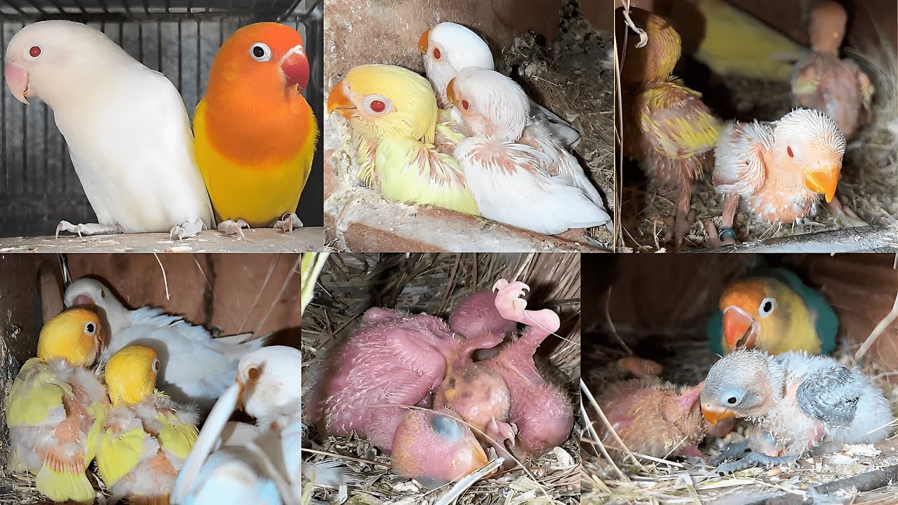 Mix Lovebirds Mutation Breeding | Doves | Java | Setup Live | Nexus ...