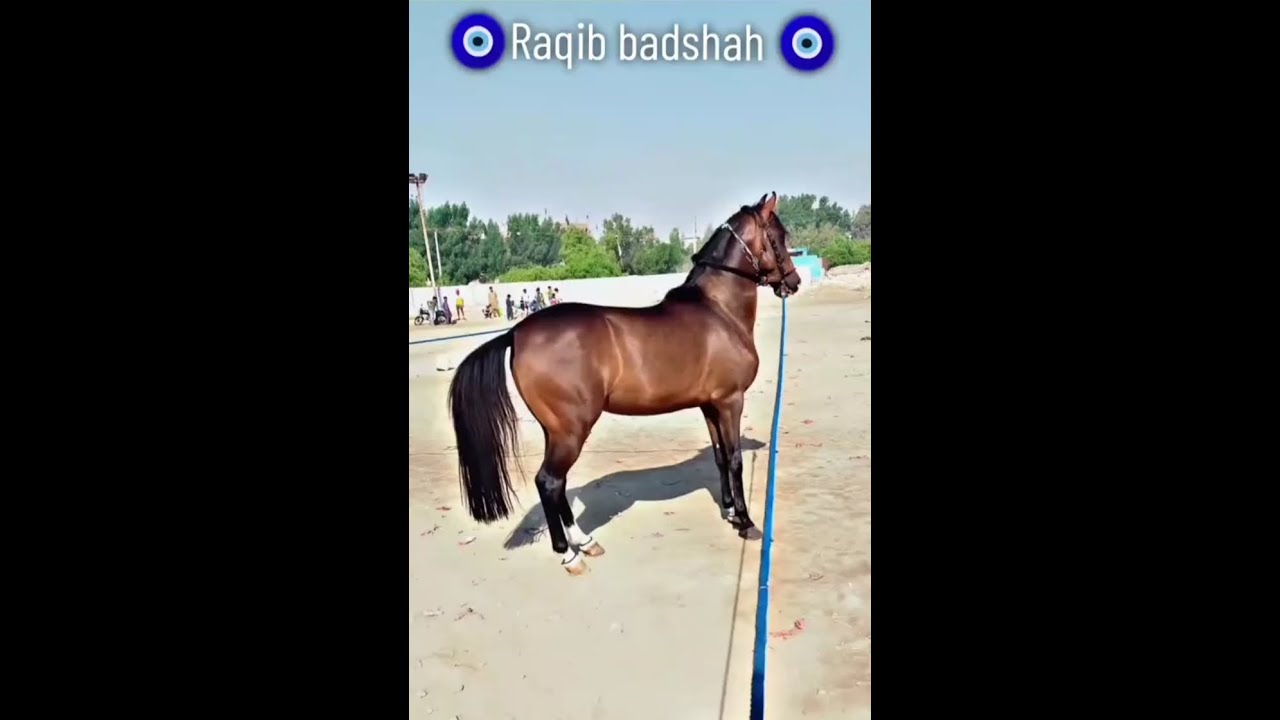zuljanah [ Raqib badshah ] hyderabad zuljanah videos - YouTube