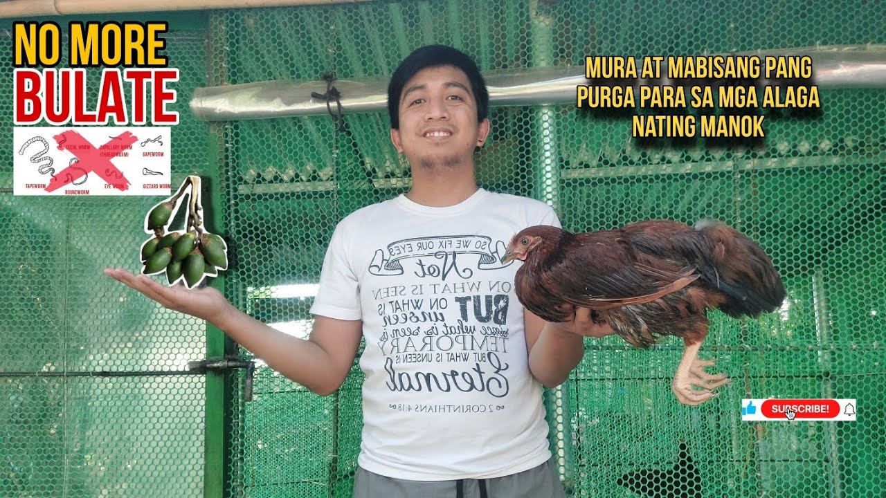 Mura at mabisang pang purga para sa mga alagang manok / Natural ...