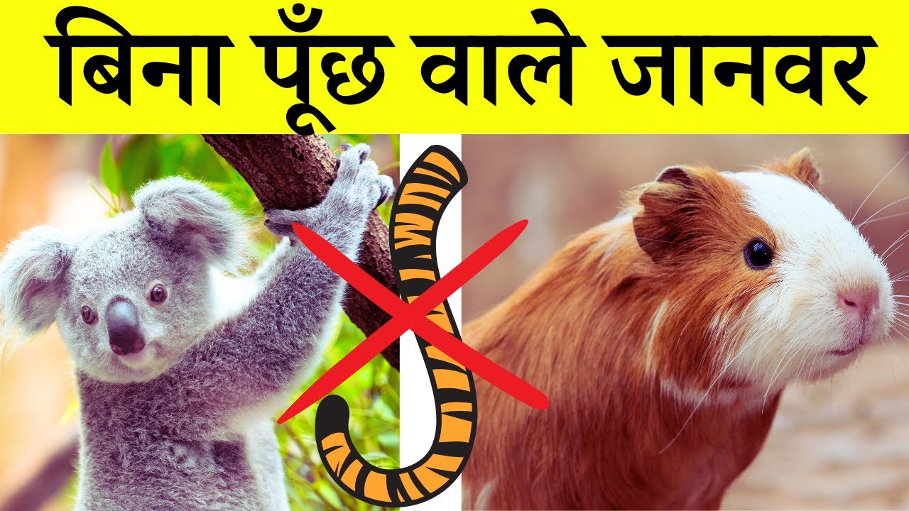 बिना पूँछ वाले जानवर | Bina Tail Wala Animal Name | Bigar Pooch Wale ...