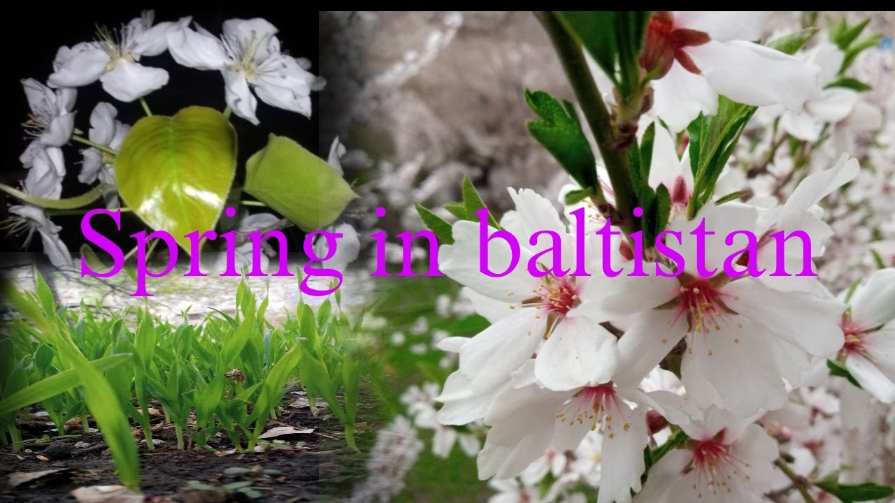Spring blossom in Baltistan | Gilgit Baltistan | #hbaltitv - YouTube