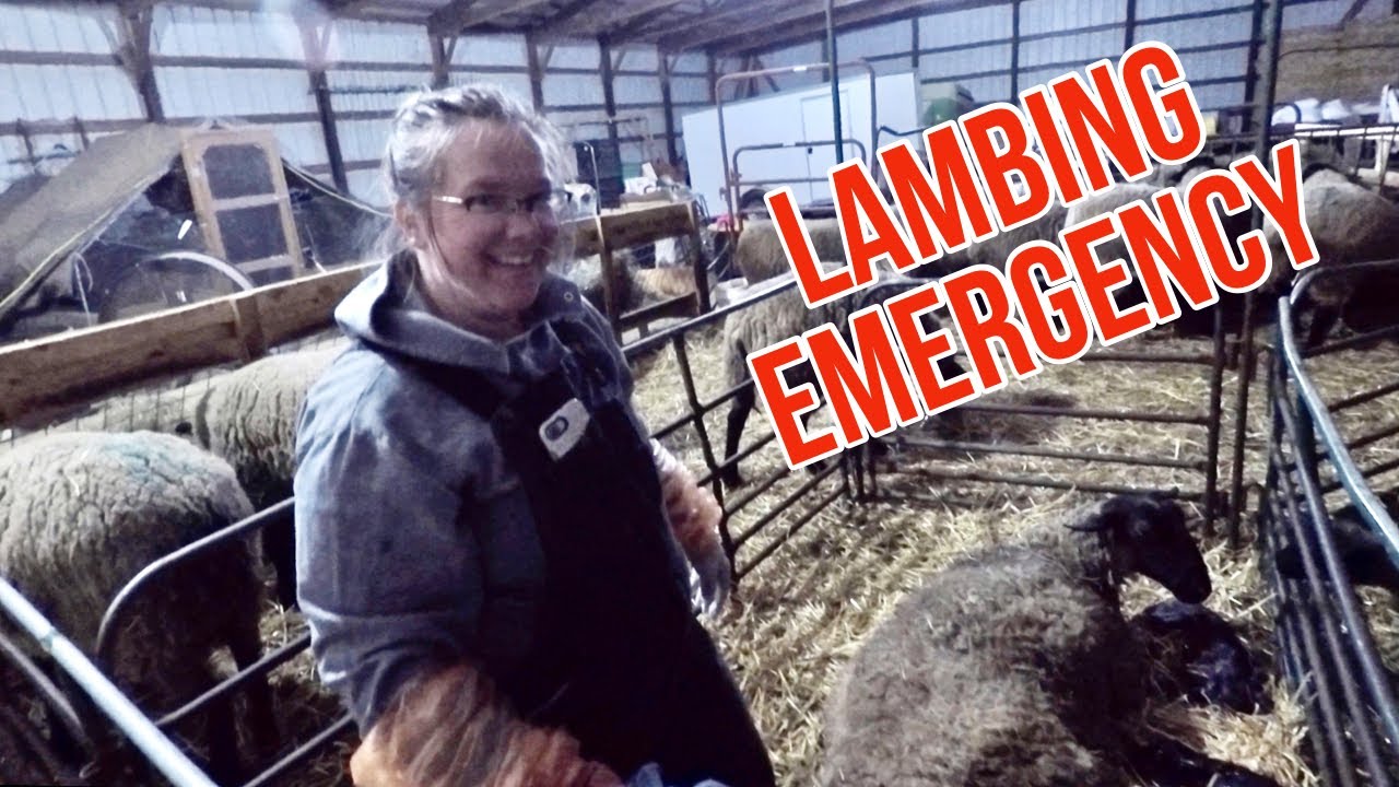 Lambing Problems: The Toughest Birth We Have Ever Experienced - YouTube