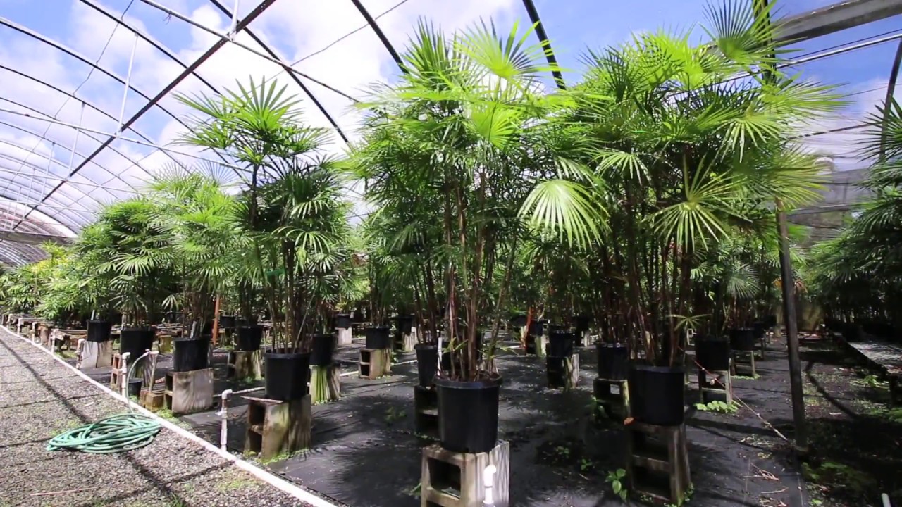 Hawaii Foliage Exports, Inc. - Turnkey Nursery - YouTube