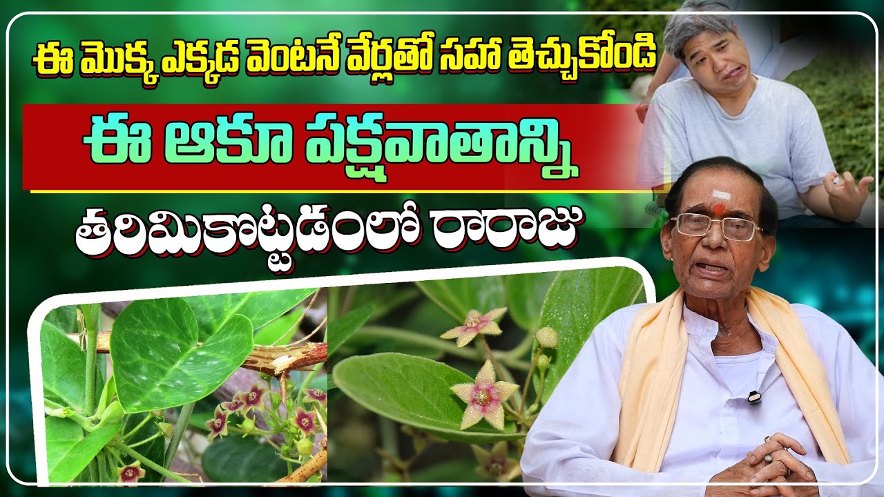 పక్షవాతం తగ్గడానికి సులువైన చిట్కా || Pakshavatham reemdies | cure ...