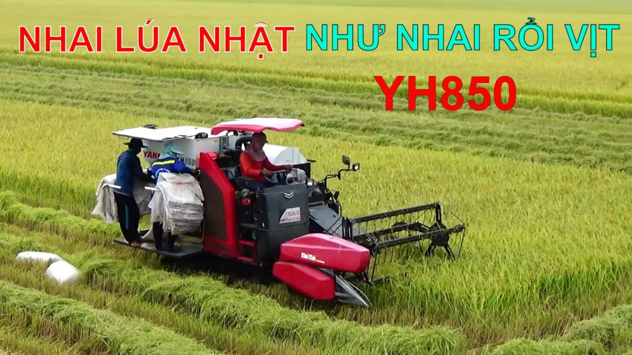 Xem tốc độ của yanmar YH850 nhai lúa nhật khỏe như chơi đồng Mỹ Thái ...
