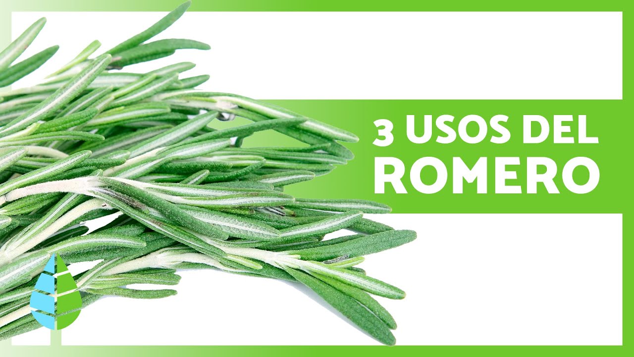 Cómo PREPARAR el ROMERO para aprovechar sus BENEFICIOS 🌿 (3 Usos del ...