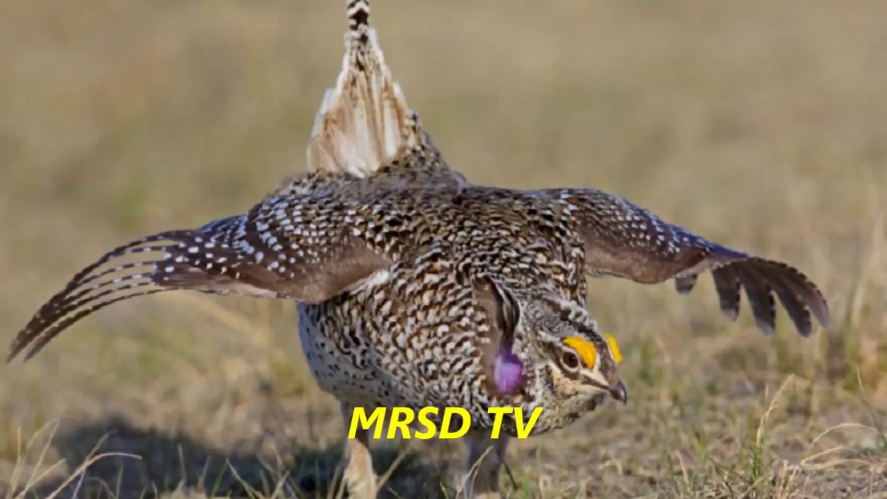 34 Top-Rated Himalayan snowcock Birds! Top 34 Himalayan snowcock Types ...