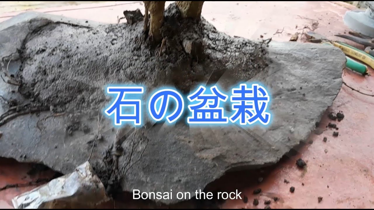 Bonsai batu alam!!Bonsai on the rock jepang!!buat pot bonsai jepang ...