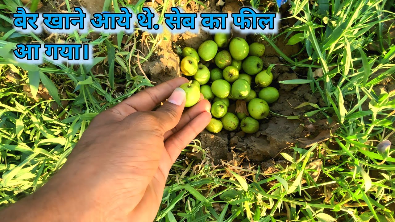 Testy bair, bair khane ke fayde, apple ber benefits, bair khane ke ...