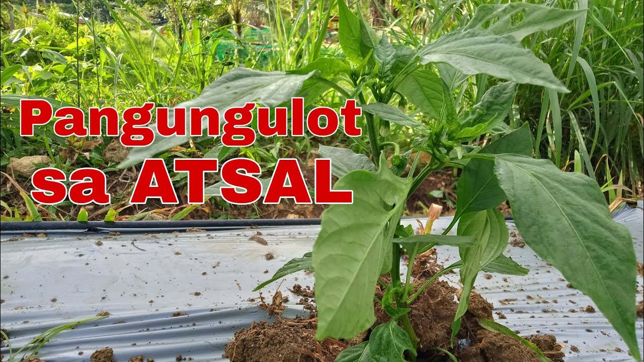 Update sa siling atsal 27 days, meron ng na encounter na problema - YouTube