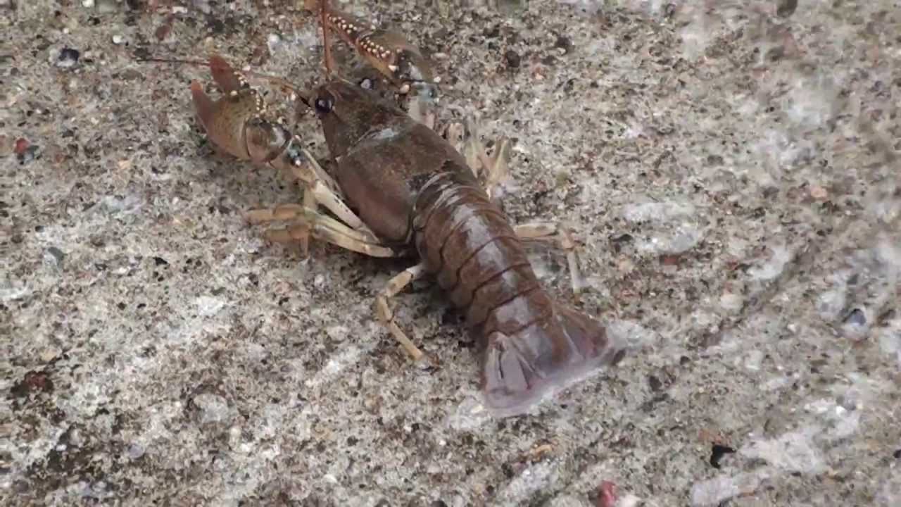 Northern Crayfish (Orconectes virilis?) - YouTube