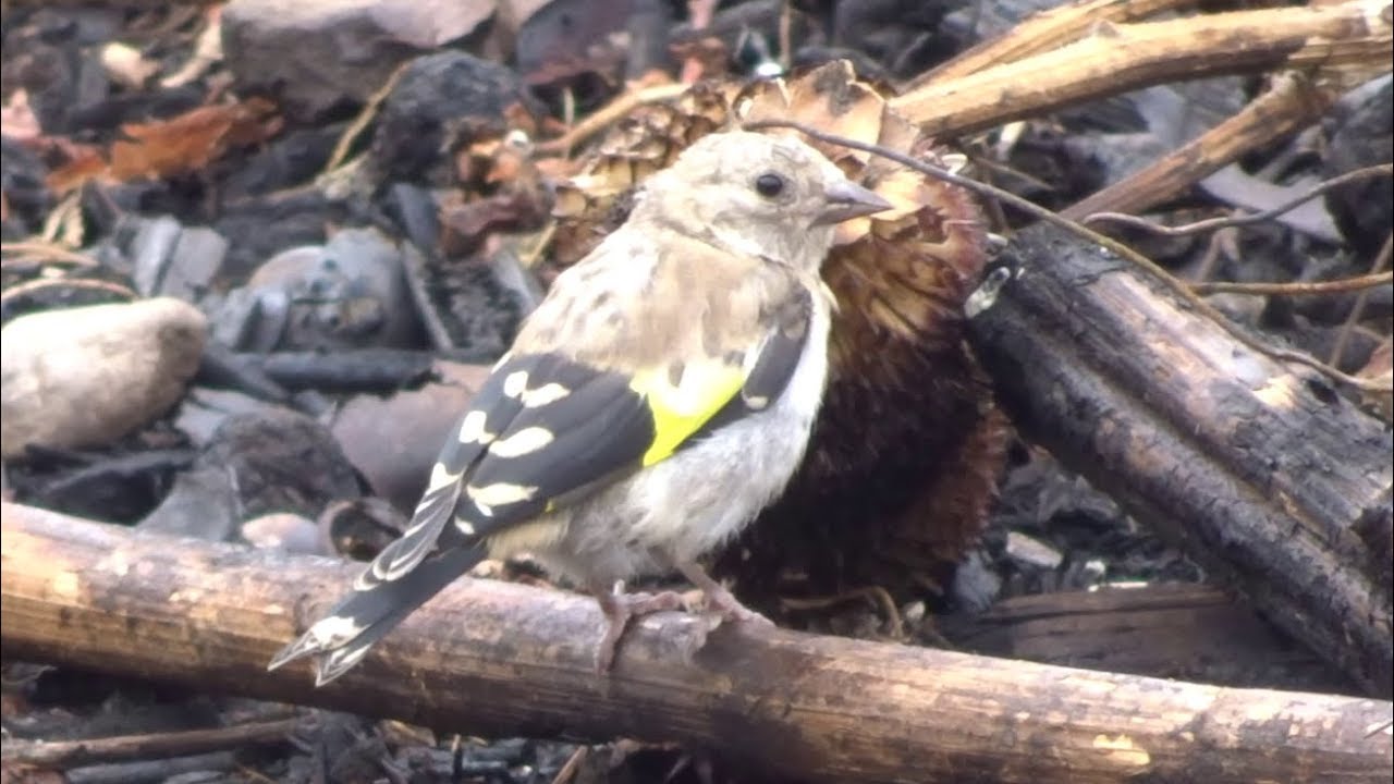 Puiul de sticlete - Juvenile Goldfinch - YouTube