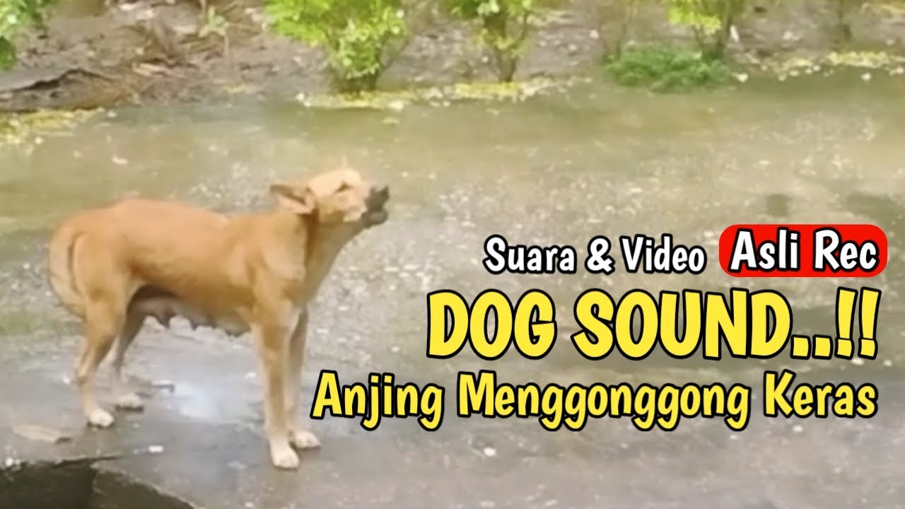 Anjing menggonggong keras | SUARA ANJING - YouTube