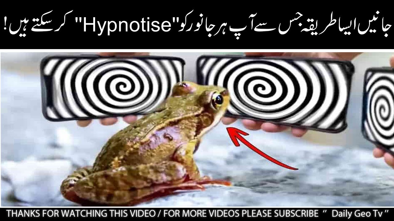 Things That Can Hypnotize Every Animal | Can We Hypnotize Every Animal ...