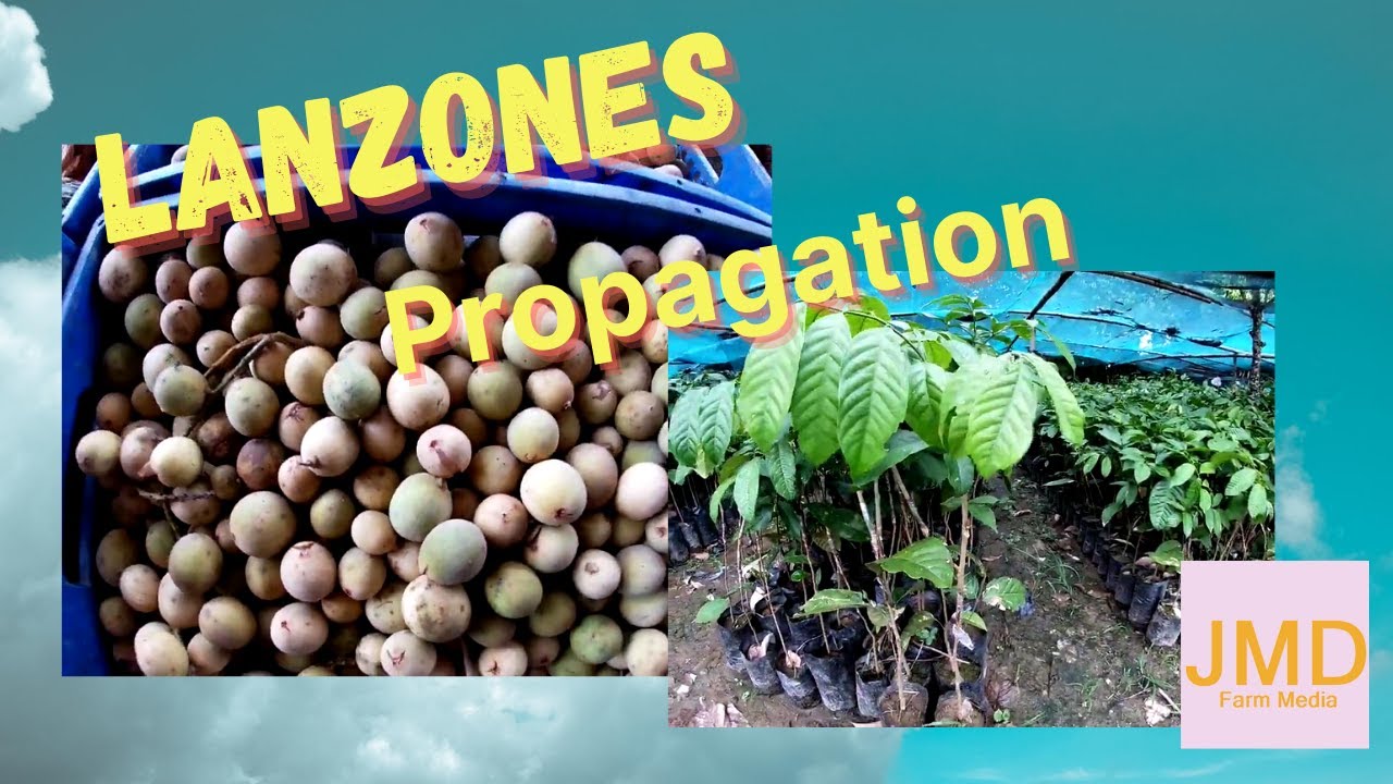 Lansones Propagation Overview / JMD Farm Media - YouTube