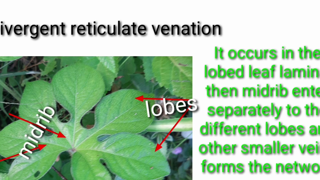 Venation In Leaves YouTube venation-in-leaves-youtube