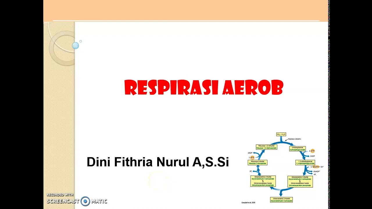 Biologi Kelas 12 : Respirasi Aerob - SMA Negeri 7 Malang - YouTube