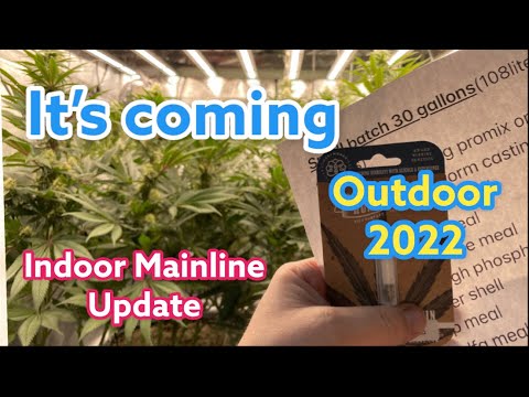 Mainlined plants stacking - Preparing for outdoor grow 2022 - YouTube