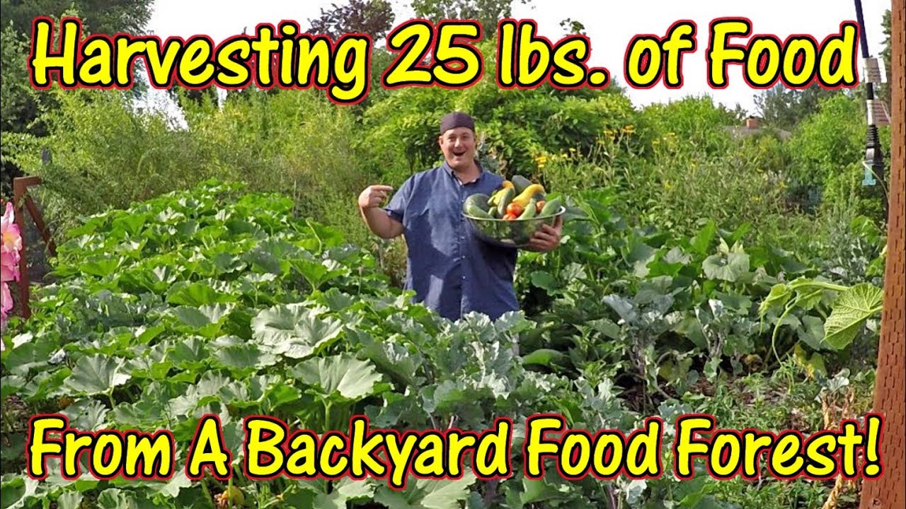 Harvesting 25 lbs. Of Food In 5 Minutes From A Backyard Food Forest ...