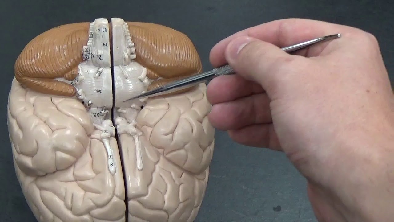 Brain - Structures on Underside - YouTube