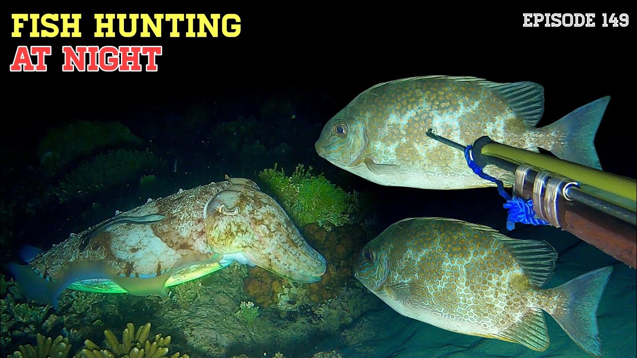 NIGHT SPEARFISHING EPISODE 149 | FISH HUNTING AT NIGHT - YouTube