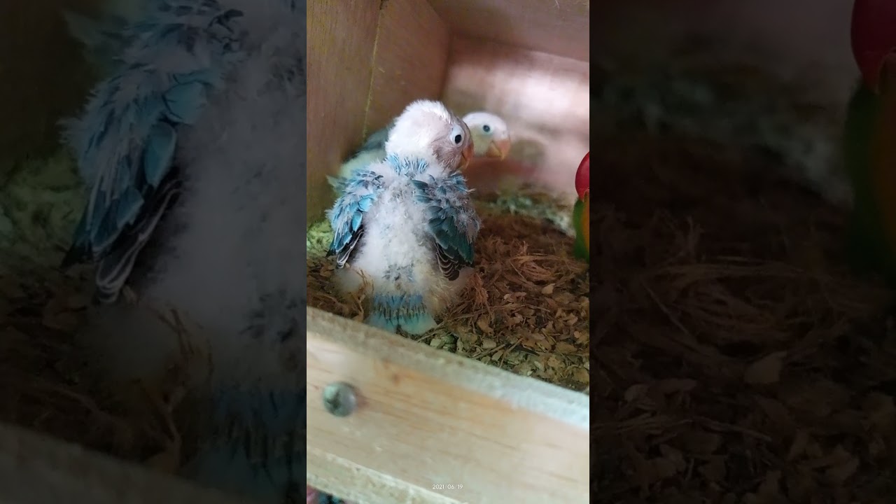 African LoveBirds (ALBS2) NORMAL NAG LABAS NG OPALINE 😱 - YouTube