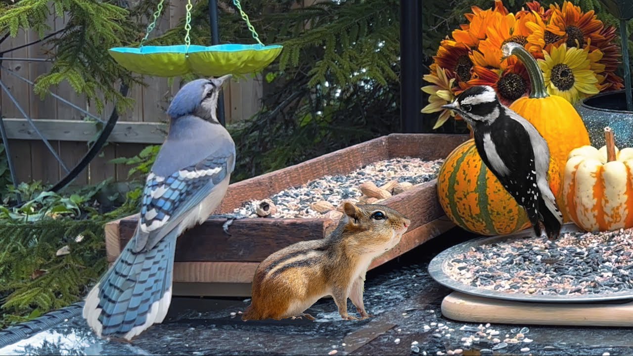 BlueJays, Chipmunk & Downy Woodpecker in the Backyard!!! - YouTube
