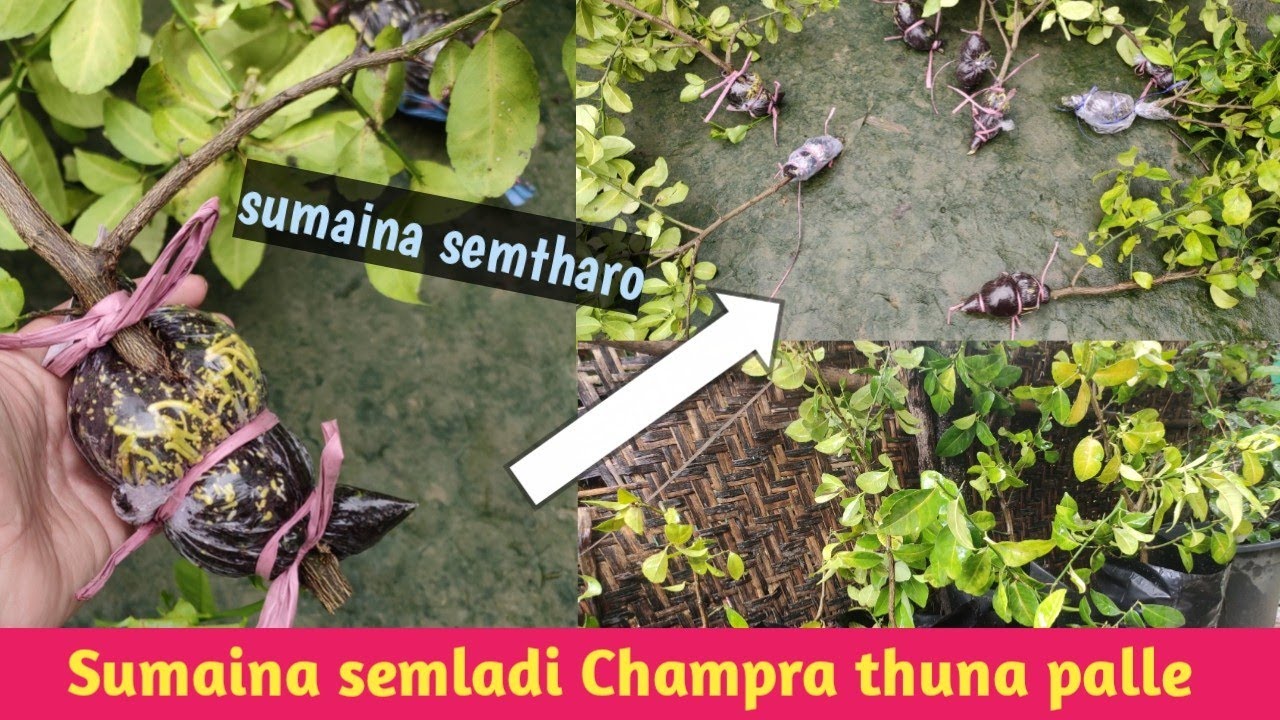 Champra thuna panba pamladi sumai sembiyu || Lemon Airlayering ...