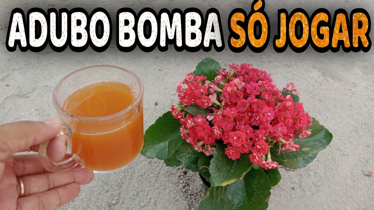 Uma BOMBA CASEIRA de Floração e Crescimento (Para Qualquer Planta ...