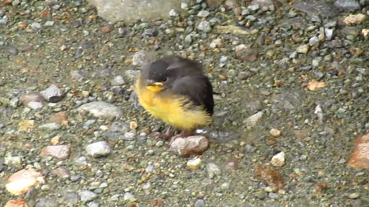 Near-endemic Golden-fronted Redstart - Myioborus ornatus - Los Nevados ...