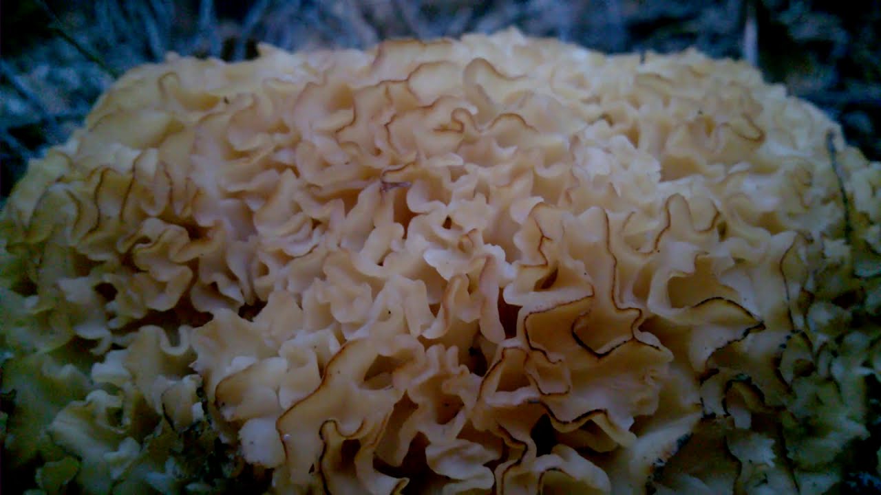 Grzyby 2019 - Szmaciak gałęzisty 2, Kozia broda, siedzuń sosnowy ...