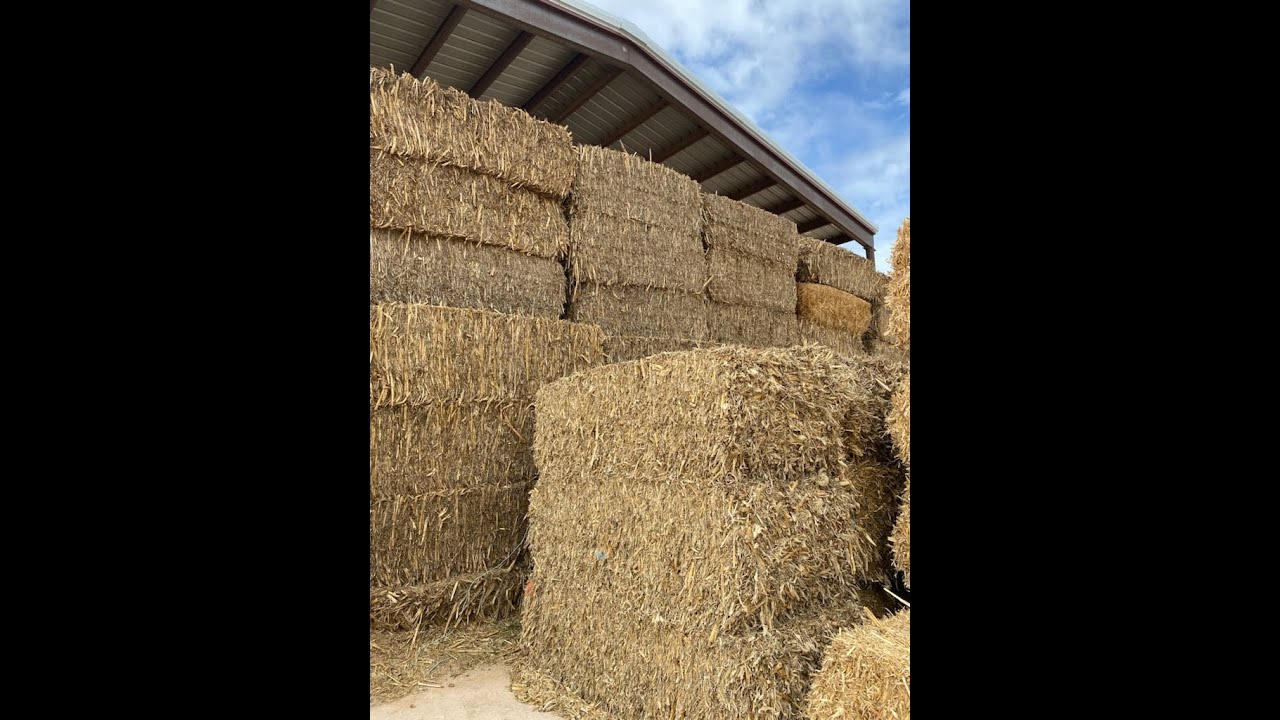 Texas sees hay inventory rebound thanks to wet winter and cooler spring ...